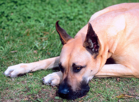 Ear Cropping starts at $495 | Good Care Animal Clinic