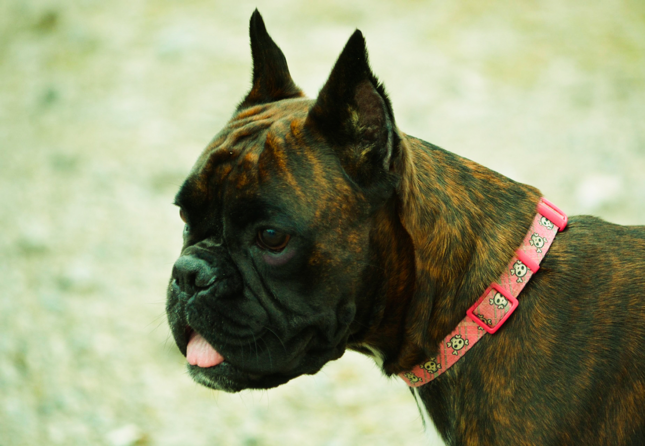 Ear Cropping starts at $495 | Good Care Animal Clinic