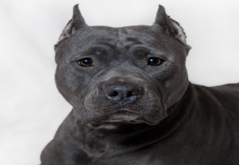 Ear Cropping starts at $495 | Good Care Animal Clinic