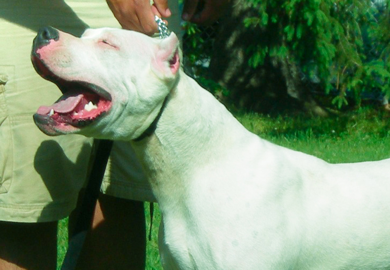 Ear Cropping starts at $495 | Good Care Animal Clinic