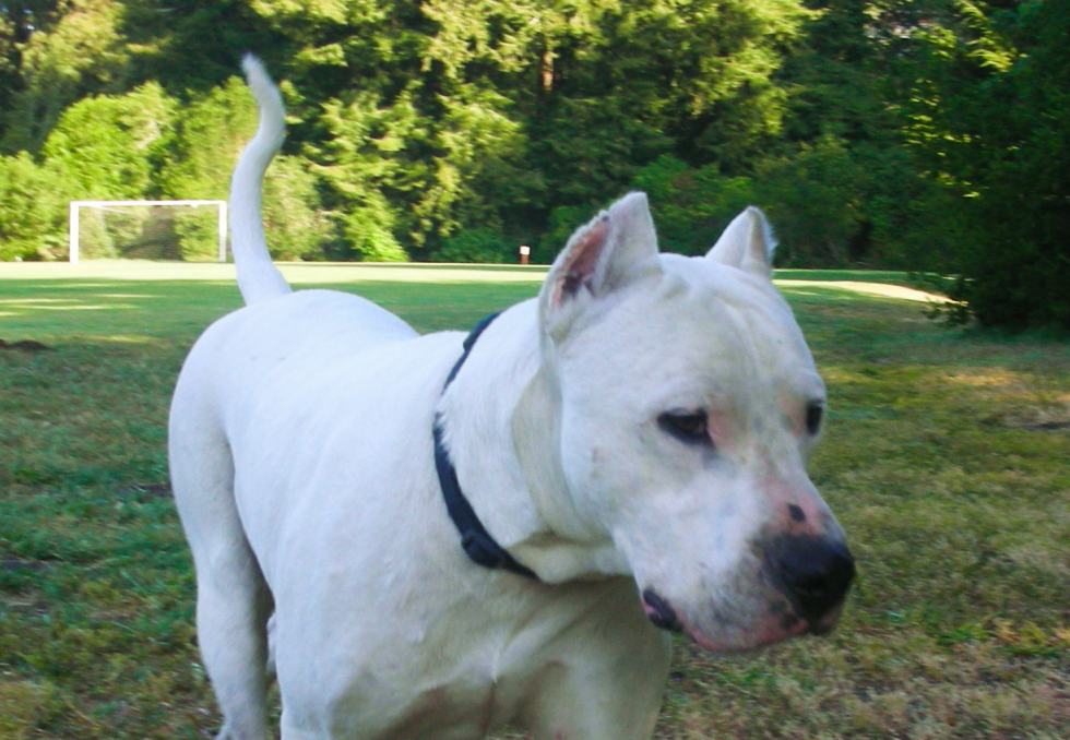 Ear Cropping starts at $495 | Good Care Animal Clinic