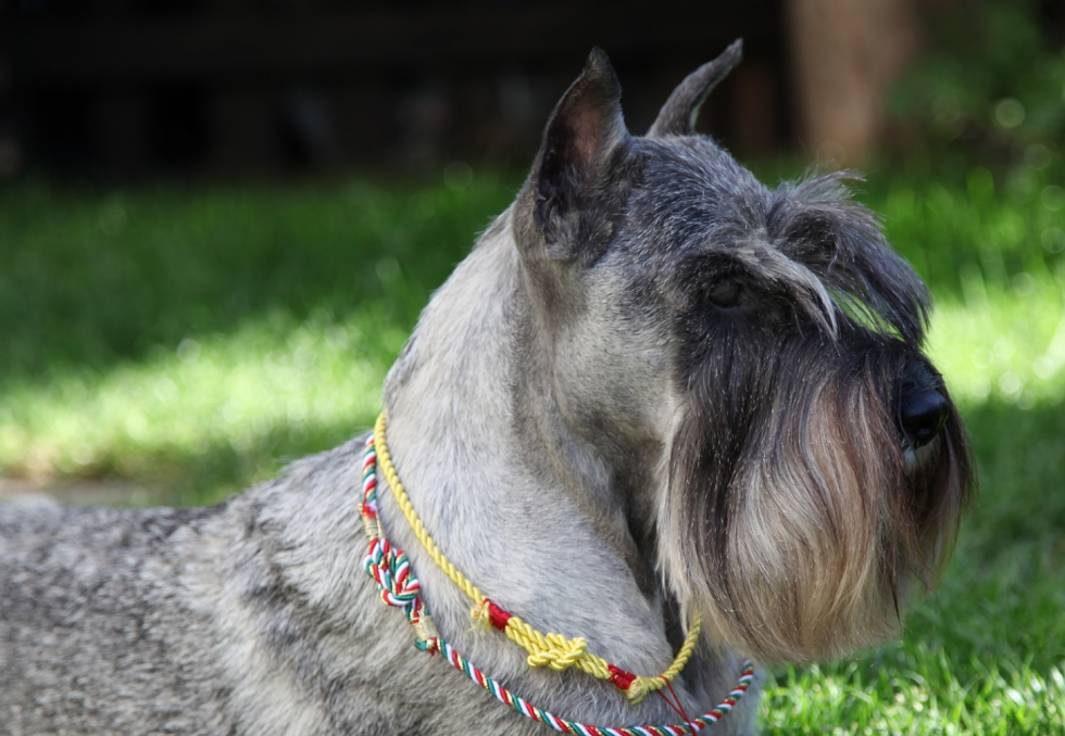 Ear Cropping starts at $495 | Good Care Animal Clinic
