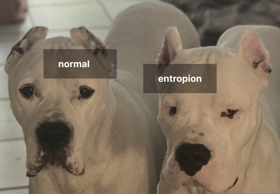 Entropion | Good Care Animal Clinic
